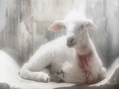 El Cordero Inmolado – Transforma el Mundo