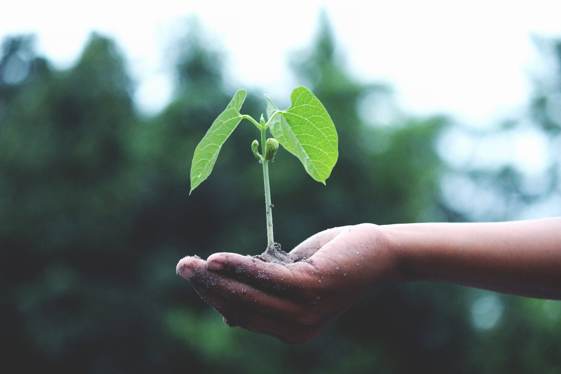 Diez Pasos Prácticos para la Plantación de Nuevas Iglesias – Transforma ...